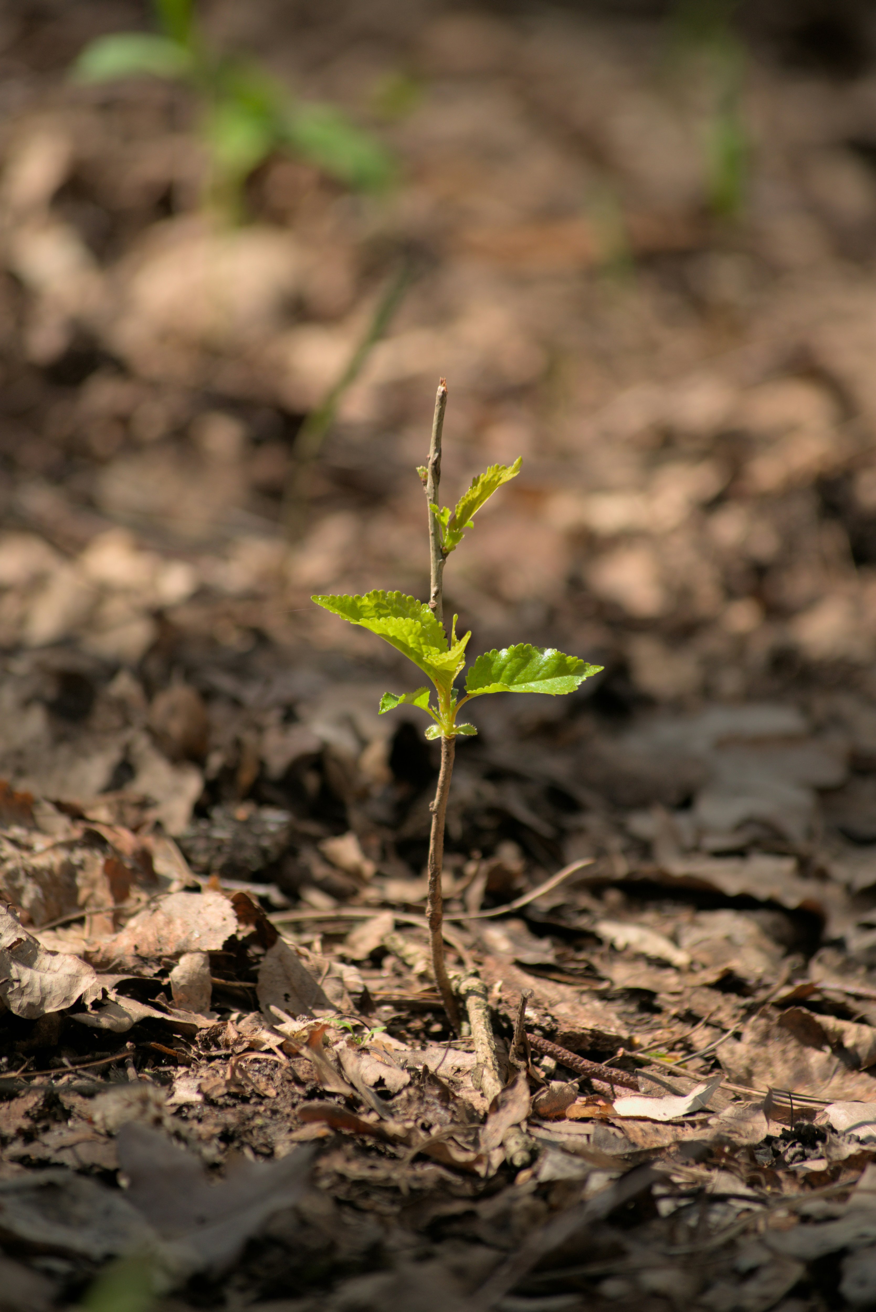 Next Economy MBA | Regenerative MBA for Purpose-Driven Leaders